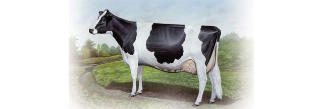 The Holstein Breed – Holstein Québec